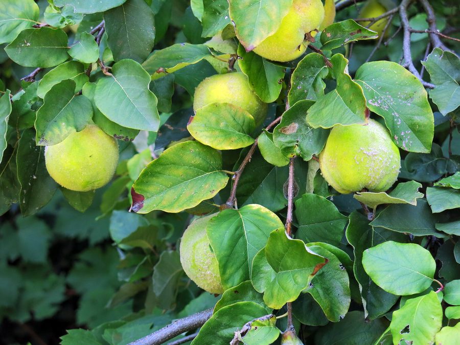 Leckere Herbstsuppe mit Kürbis und Quitte {Den Herbst feiern} - Die ...